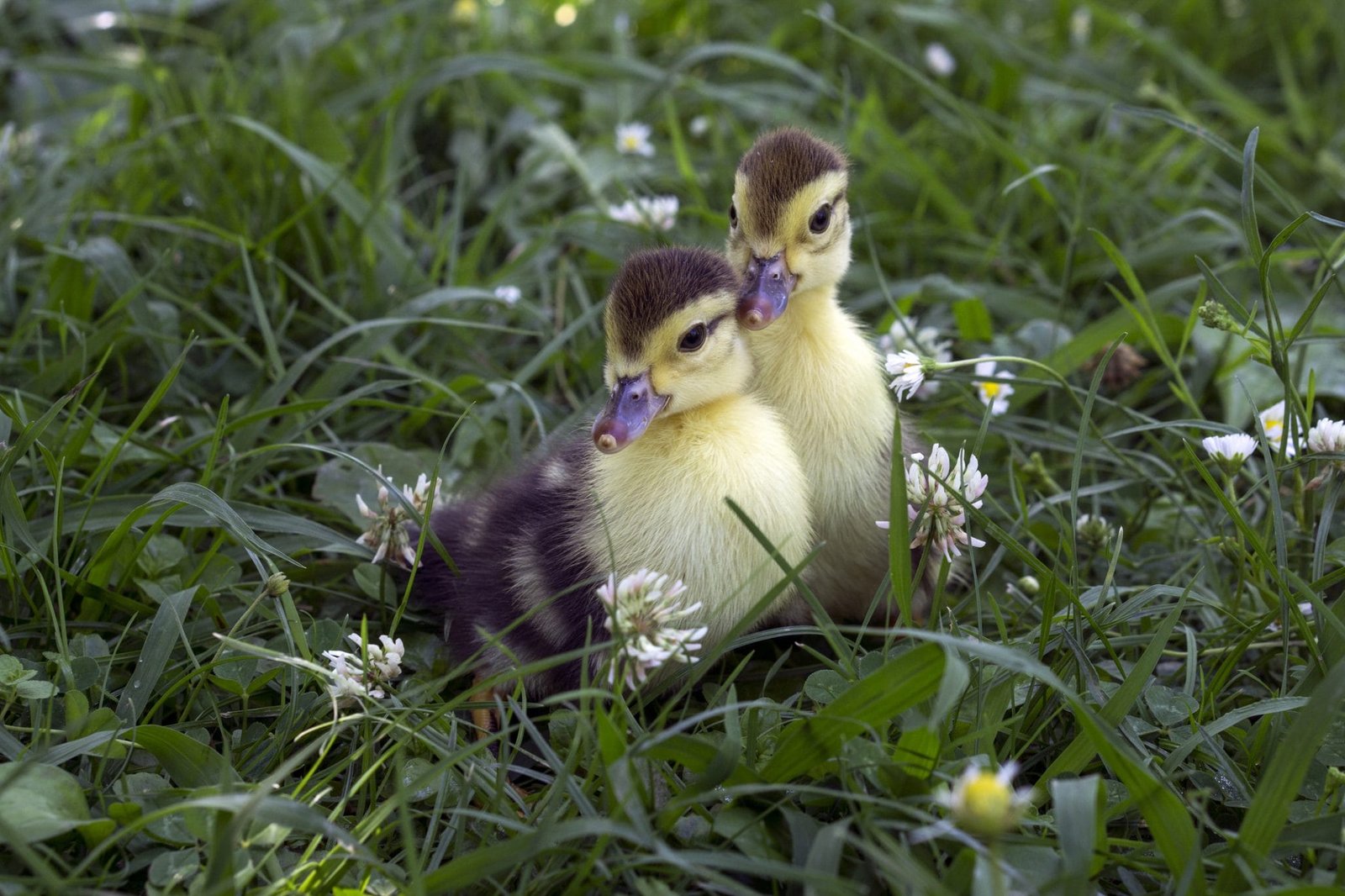 Why Won’t My Duckling Stop Quacking – The Farming Guy
